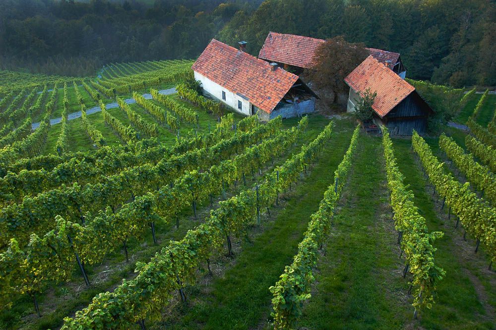 Nach der Ernte Foto & Bild | landschaft, kulturlandschaften, weinberge ...