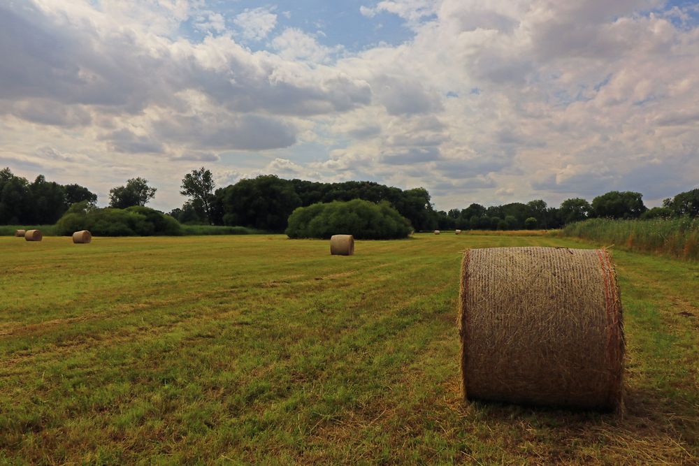 Nach der Heuernte Foto & Bild | landschaften, sommer, bäume Bilder auf fotocommunity