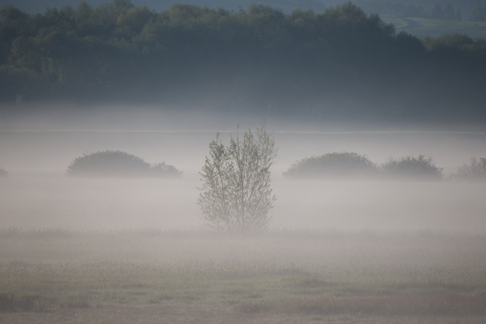 Nach kalten Nächten... Foto & Bild | landschaft, rückkehr der natur ...