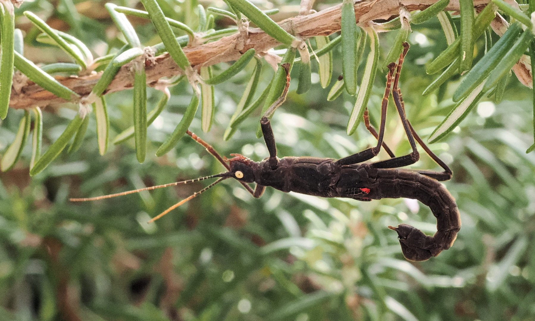 Nach Weihnachten braucht man Erholung… Foto & Bild | fotos, natur ...