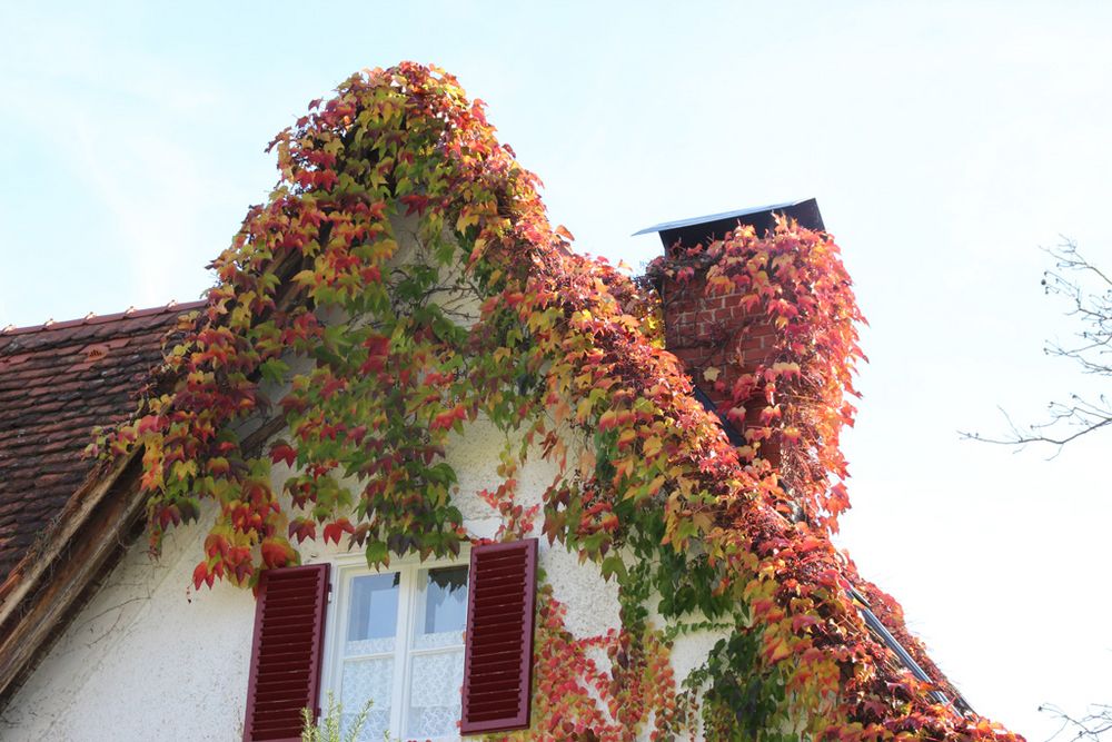 Nachbarins Giebel Foto & Bild | pflanzen, samen, natur, pflanzen Bilder auf fotocommunity