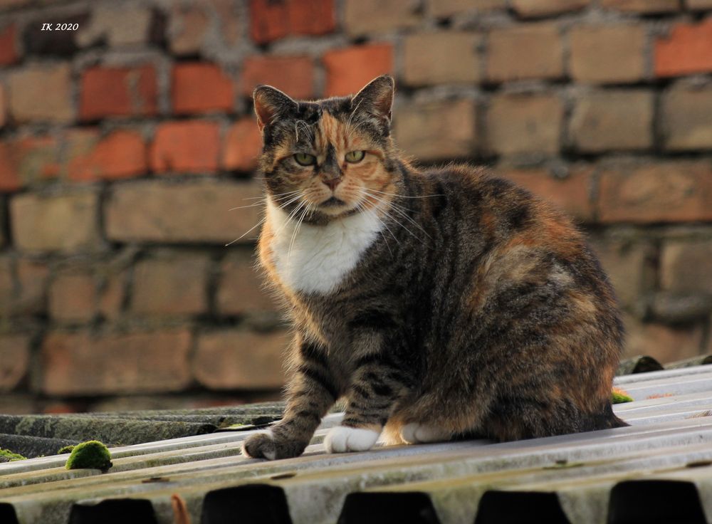 Nachbars Katze.... Foto & Bild | natur, katzen, tiere Bilder auf fotocommunity