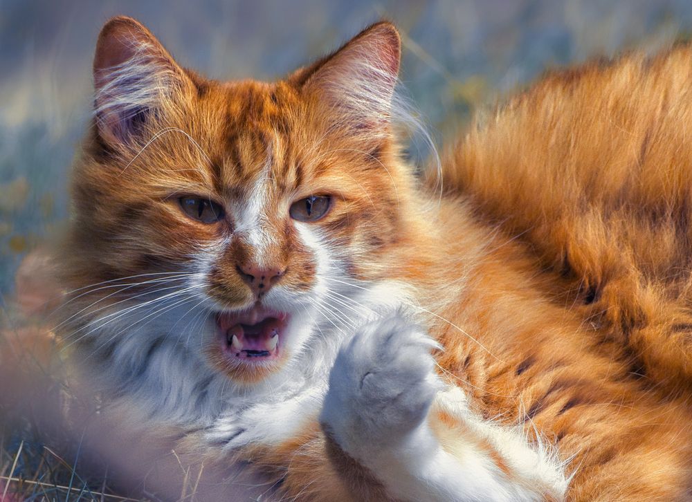 Nachbars Katze 2 Foto & Bild | tiere, haustiere, katzen Bilder auf fotocommunity