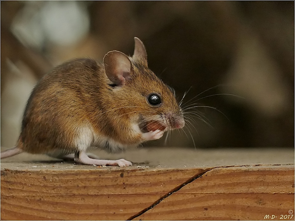 Nachdem ... Foto & Bild | natur, tiere, wildlife Bilder auf fotocommunity