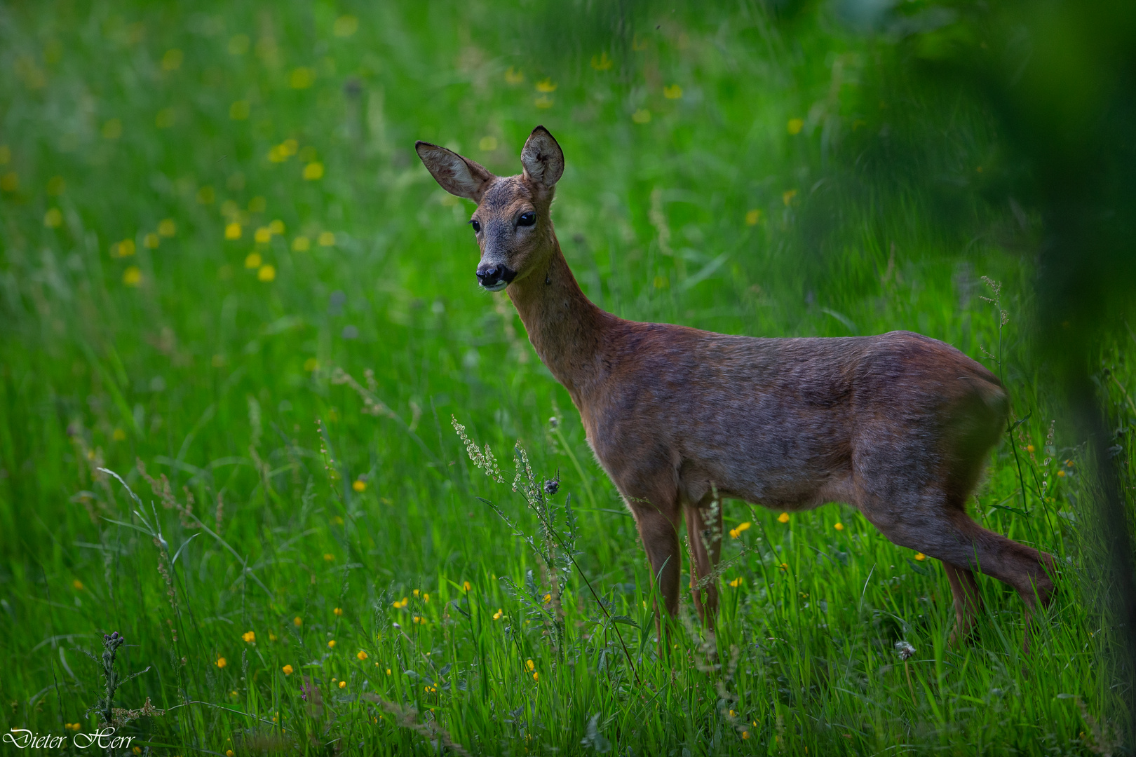 Nachdem... Foto & Bild | natur, tiere, wildlife Bilder auf fotocommunity