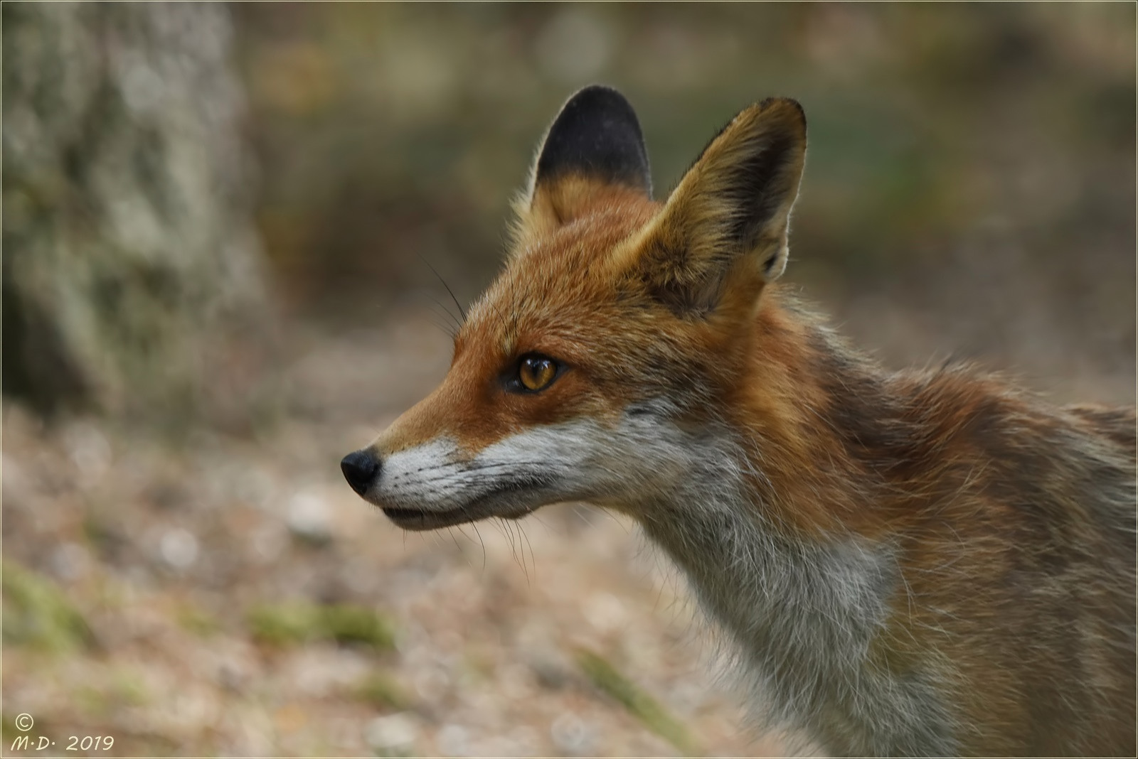 Nachdem ... Foto & Bild | tiere, wildlife, säugetiere Bilder auf ...