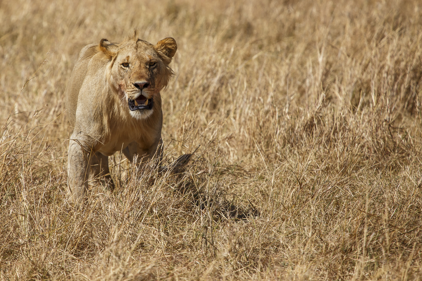 Nachdem er.... Foto & Bild | natur, reisen, welt Bilder auf fotocommunity