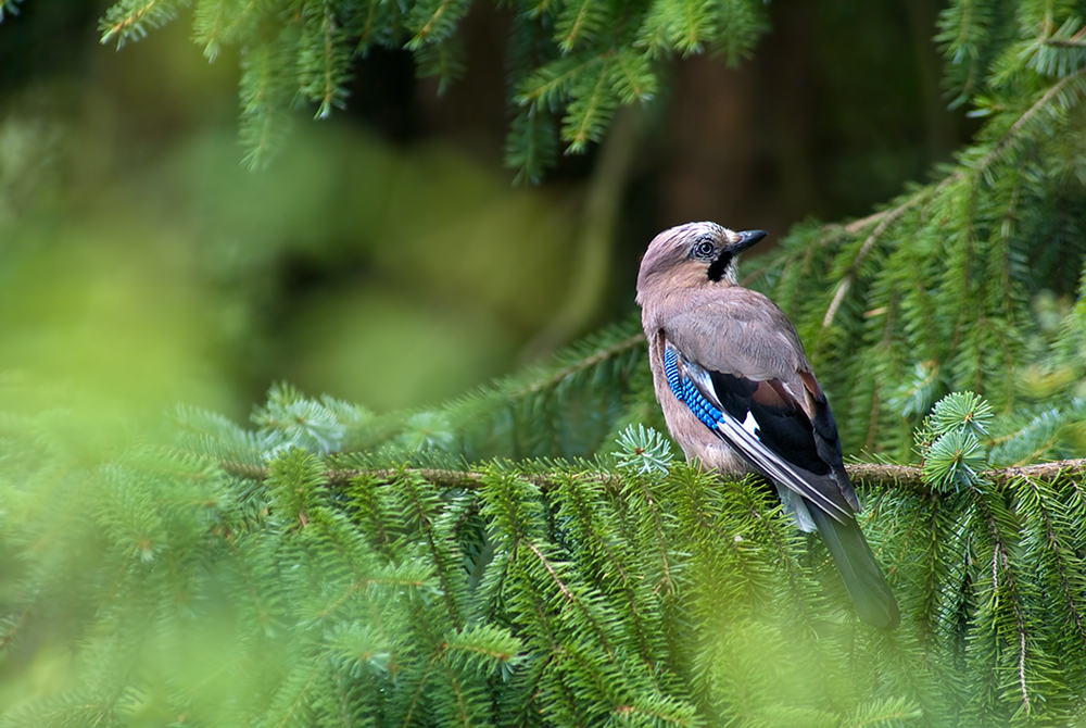 Nachdem gestern... Foto & Bild | tiere, wildlife, wild lebende vögel ...