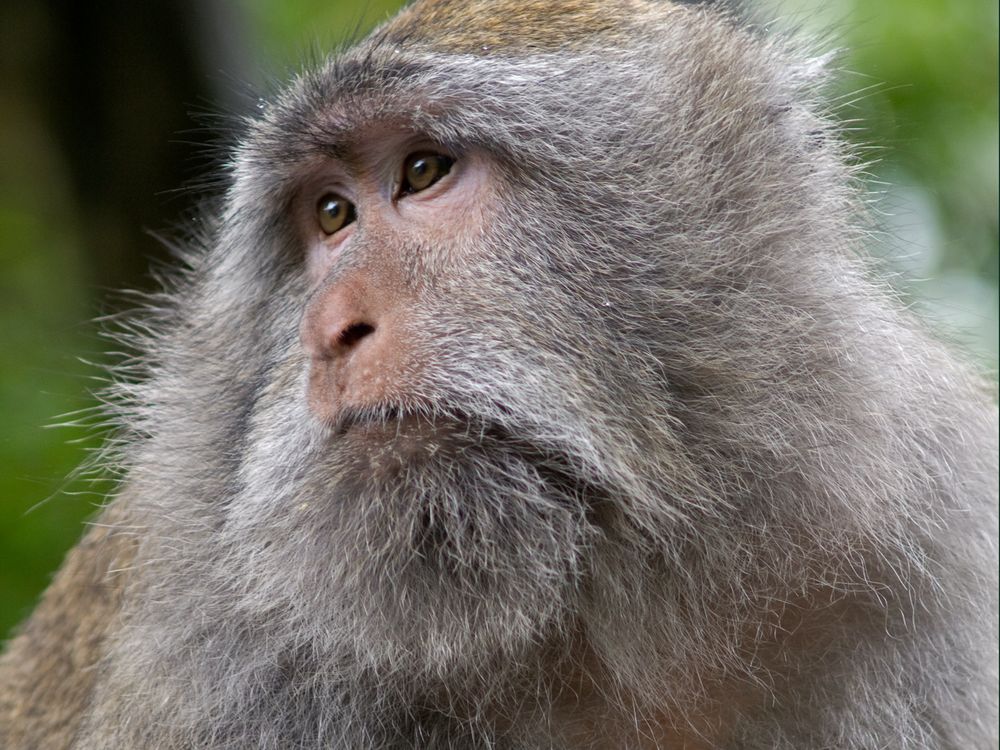 Nachdenklicher Affe Foto & Bild | tiere, wildlife, säugetiere Bilder ...