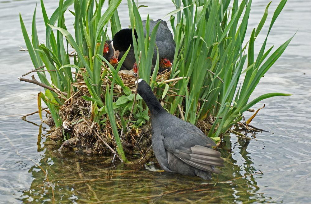 Nachsehen, was da noch kommen könnte Foto & Bild | tiere, wildlife ...