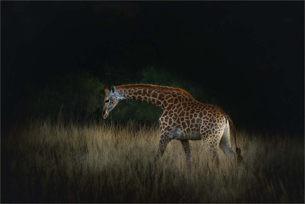 Nachts in Afrika ... Foto & Bild | world, natur, afrika Bilder auf fotocommunity