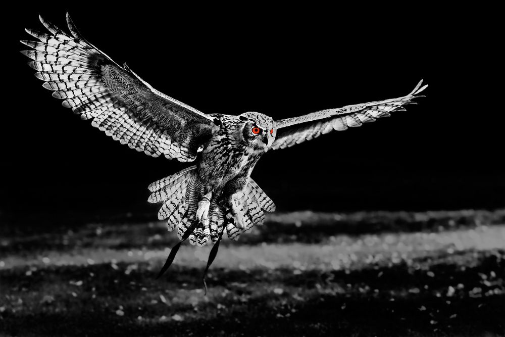 Nachts sind alle Eulen grau Foto & Bild | tiere, zoo, wildpark ...