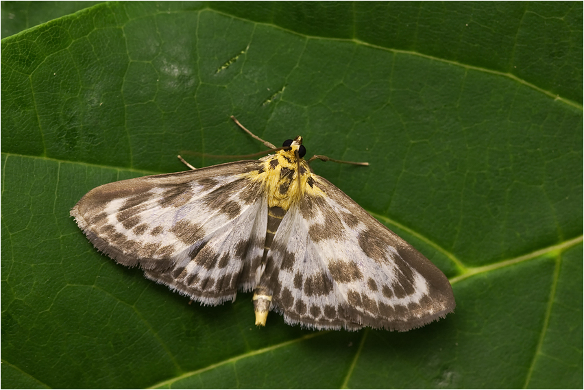 Nachts sind alle Falter grau...117 Foto & Bild | tiere, wildlife ...