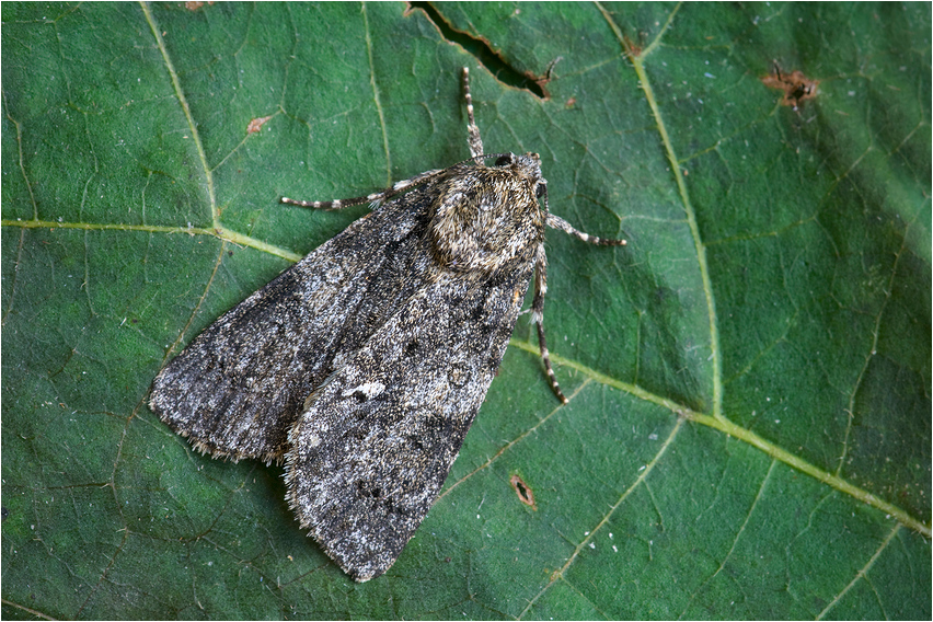 Nachts sind alle Falter grau...47 Foto & Bild | tiere, wildlife ...