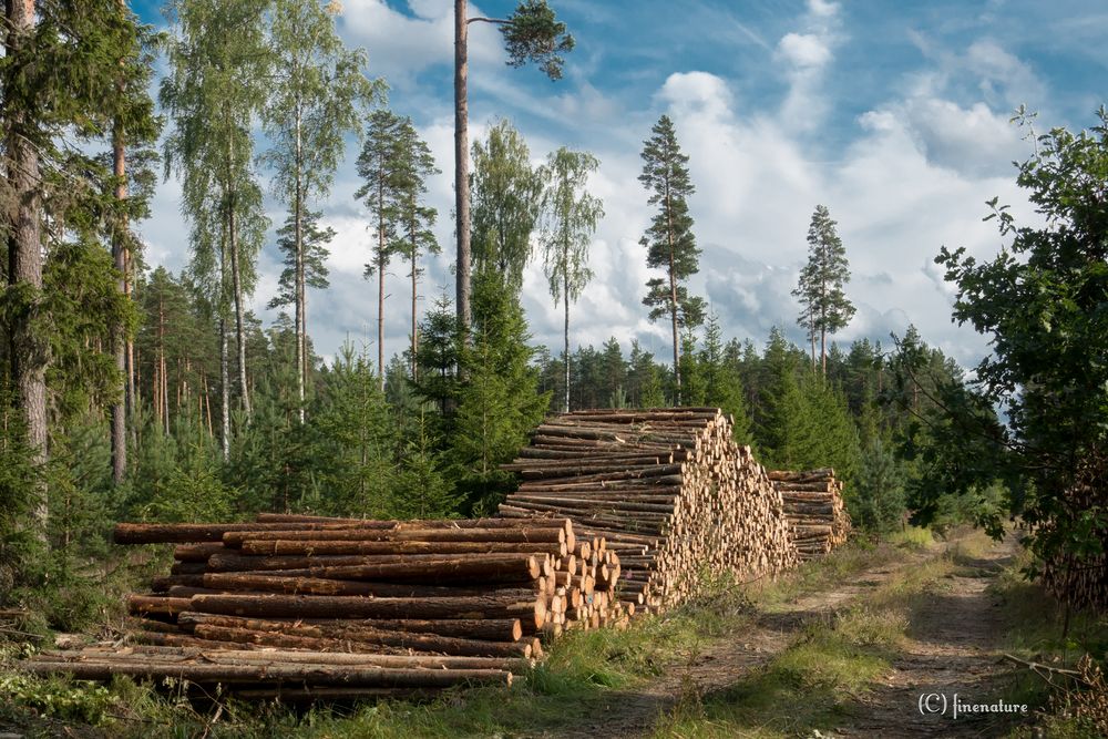 Nachwachsender Rohstoff Foto & Bild | forst, wald, himmel Bilder auf ...