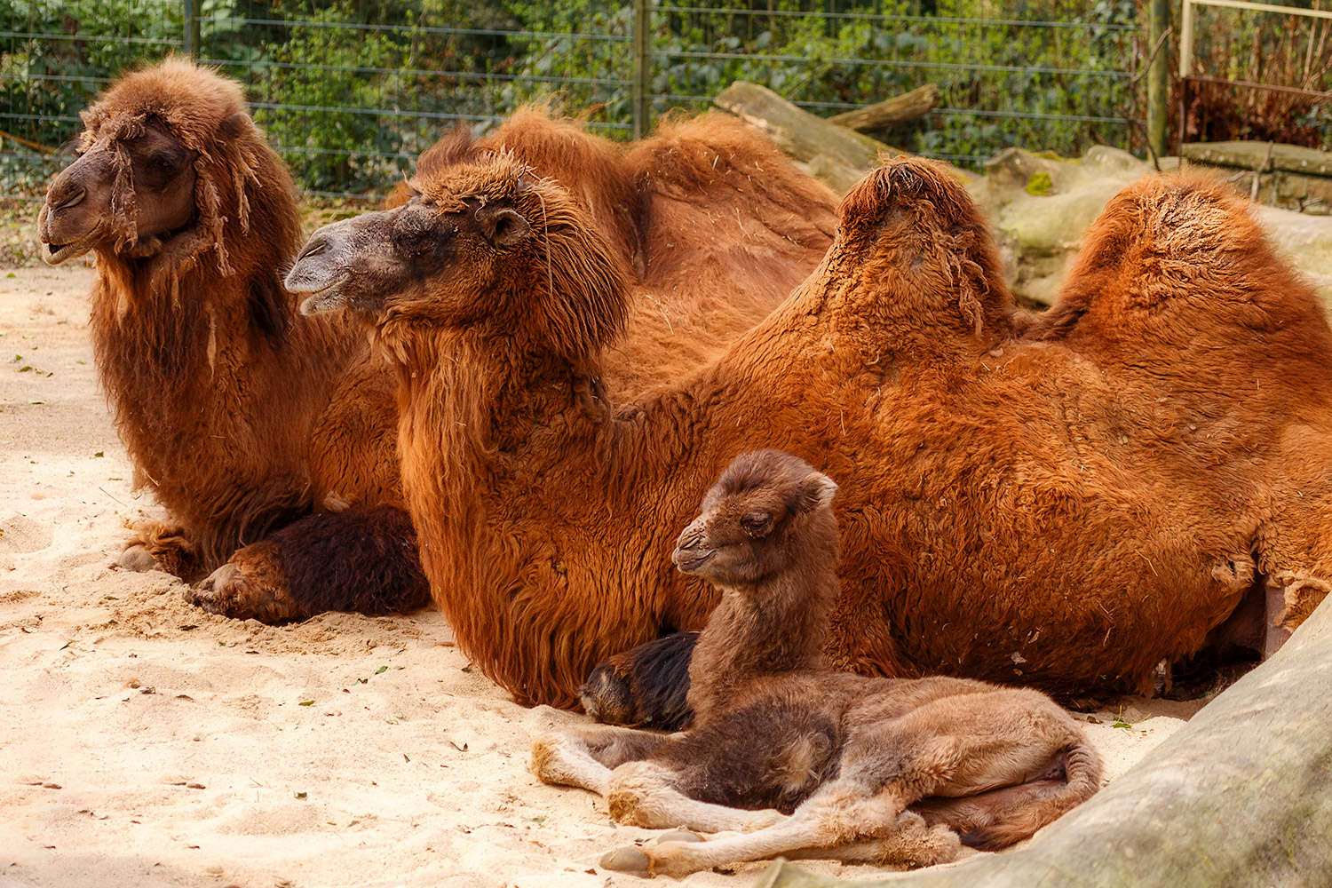 Nachwuchs bei den Kamelen Foto & Bild | natur, zoo, tiere Bilder auf ...