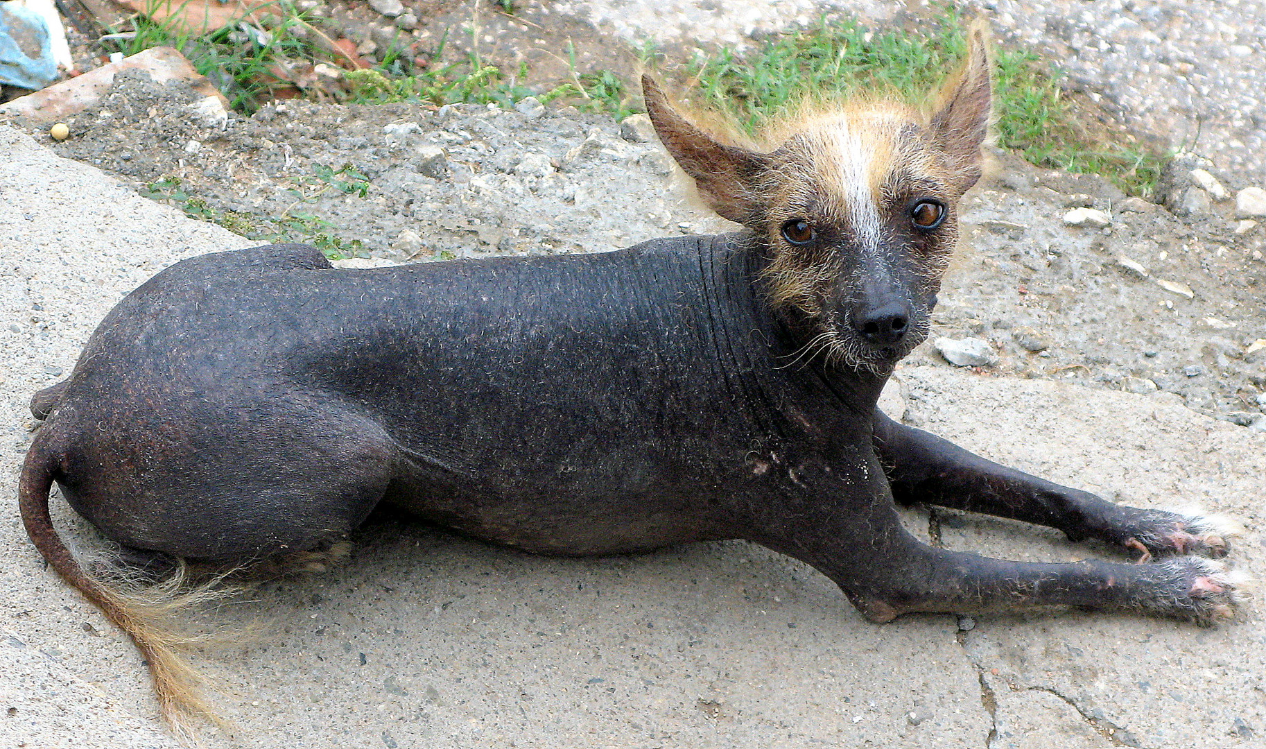 Nackthund Foto & Bild | tiere, haustiere, hunde Bilder auf fotocommunity