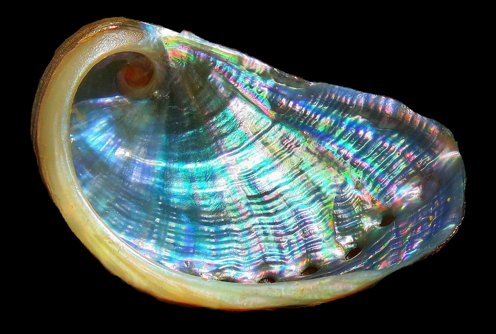 nacré... photo et image | animations photographiques, un jour - une ...