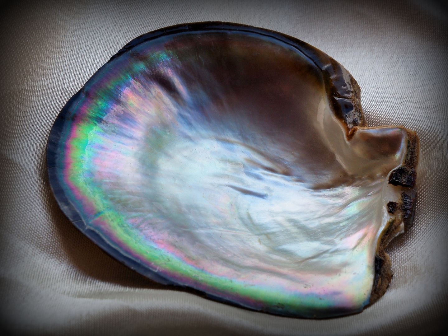 Nacre photo et image | natur, perlmutt, mehrfarbig Images fotocommunity