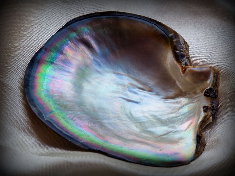 Nacre photo et image | natur, perlmutt, mehrfarbig Images fotocommunity