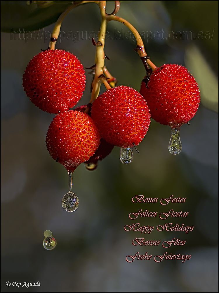 Nadala Imagen & Foto | navidad, festejos del año, especial Fotos de ...