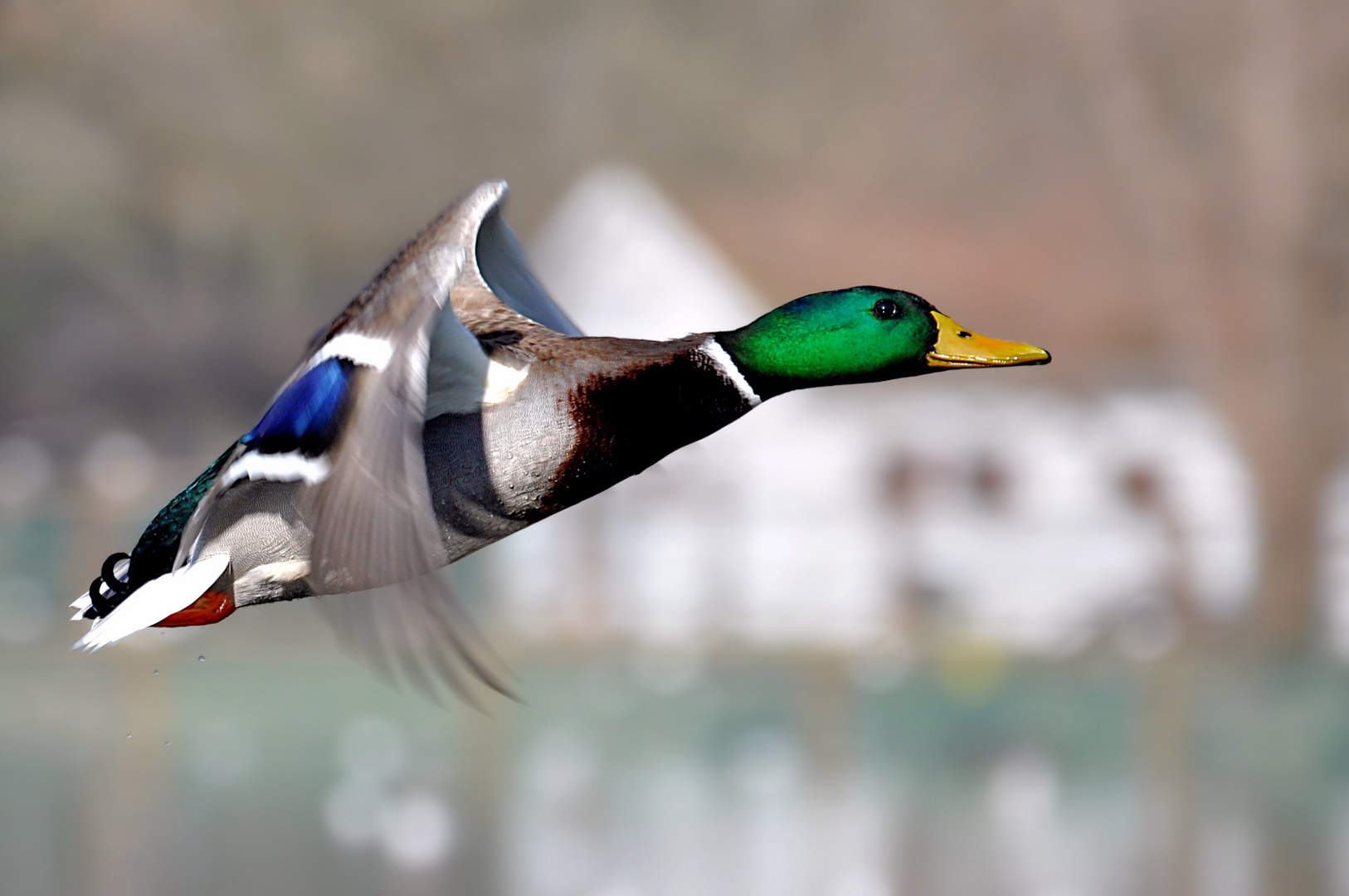 Ánade azulón Imagen & Foto | calendario 2016: animales, jury-voting ...