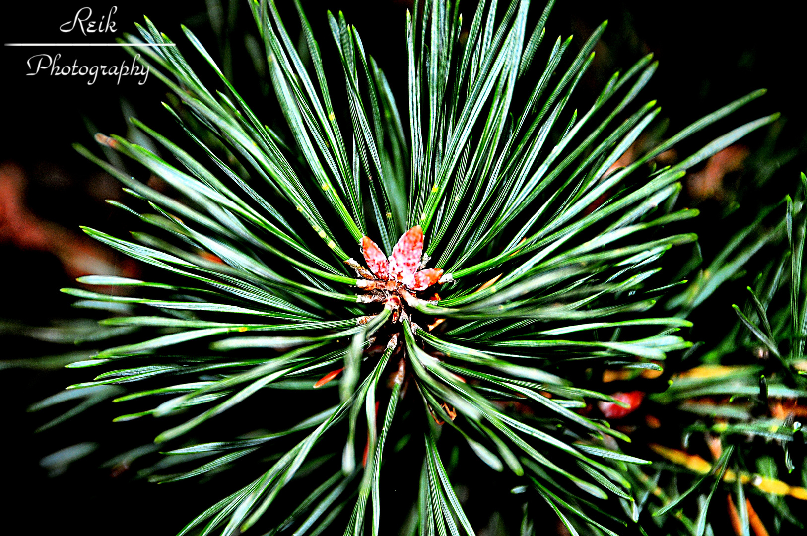 Nadelbaum Foto & Bild | pflanzen, pilze & flechten, bäume, baumrinden ...