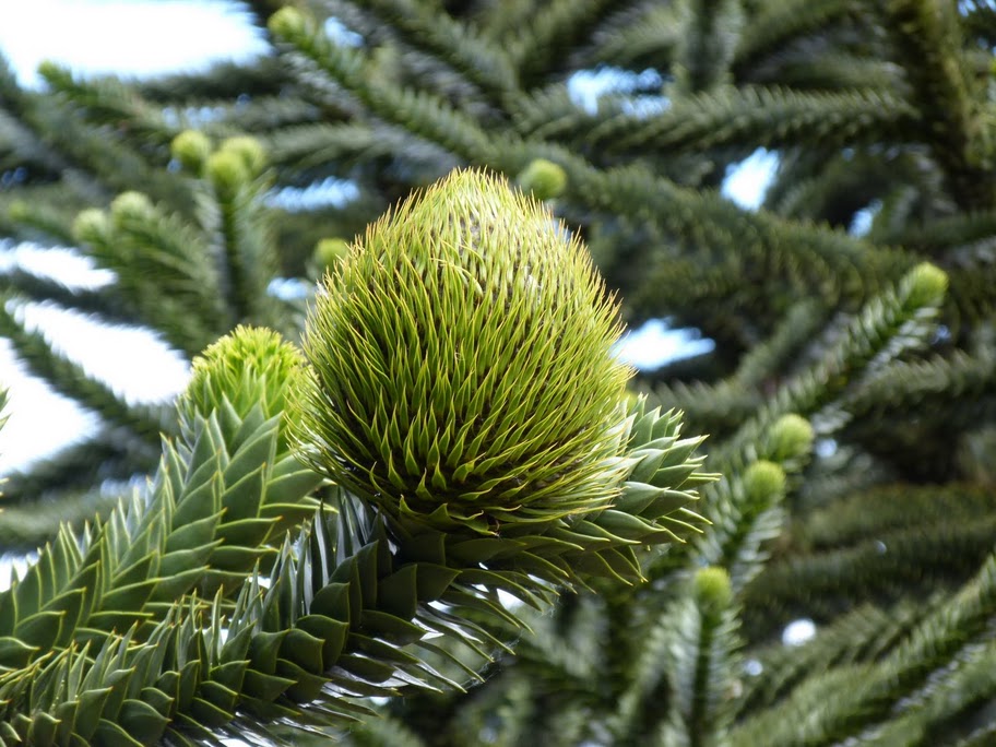 Nadelbaum Foto & Bild | pflanzen, pilze & flechten, bäume, nadelbäume ...