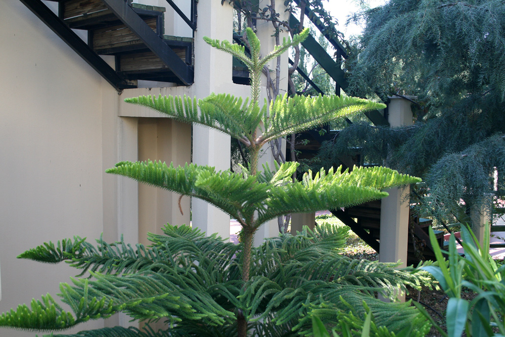 Nadelbaum in der Türkei Foto & Bild | pflanzen Bilder auf fotocommunity