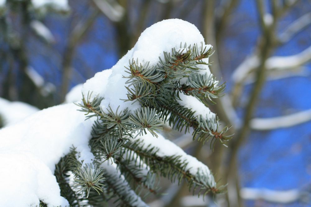 Nadelbaum Schnee-Ast Foto & Bild | pflanzen, pilze & flechten, bäume ...