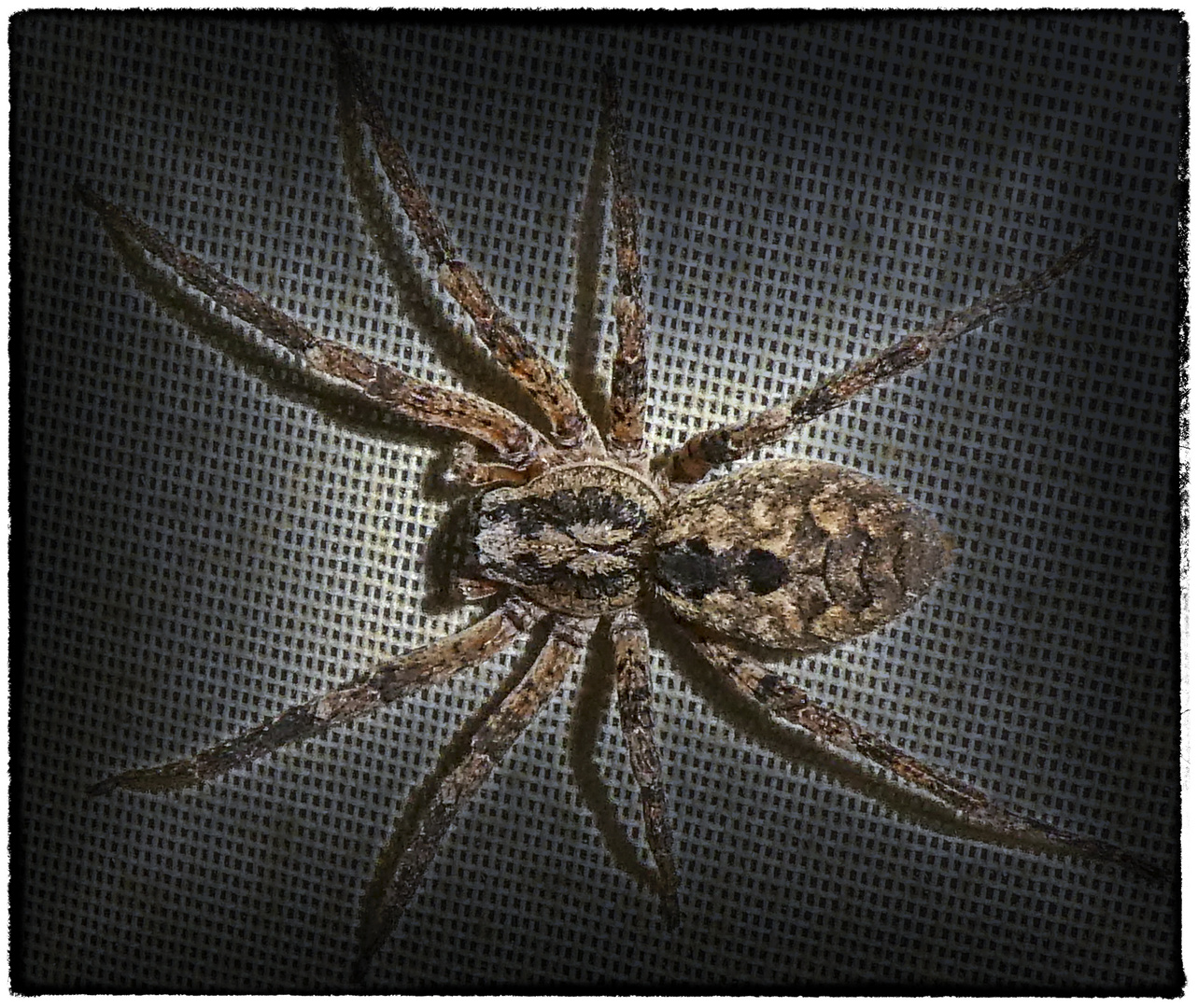 NÄCHTLICHE BEGEGNUNG MT DER NOSFERATU SPINNE.... Foto & Bild | tiere ...