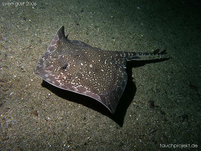 Nagelrochen Foto & Bild | tiere, wildlife, fische Bilder auf fotocommunity