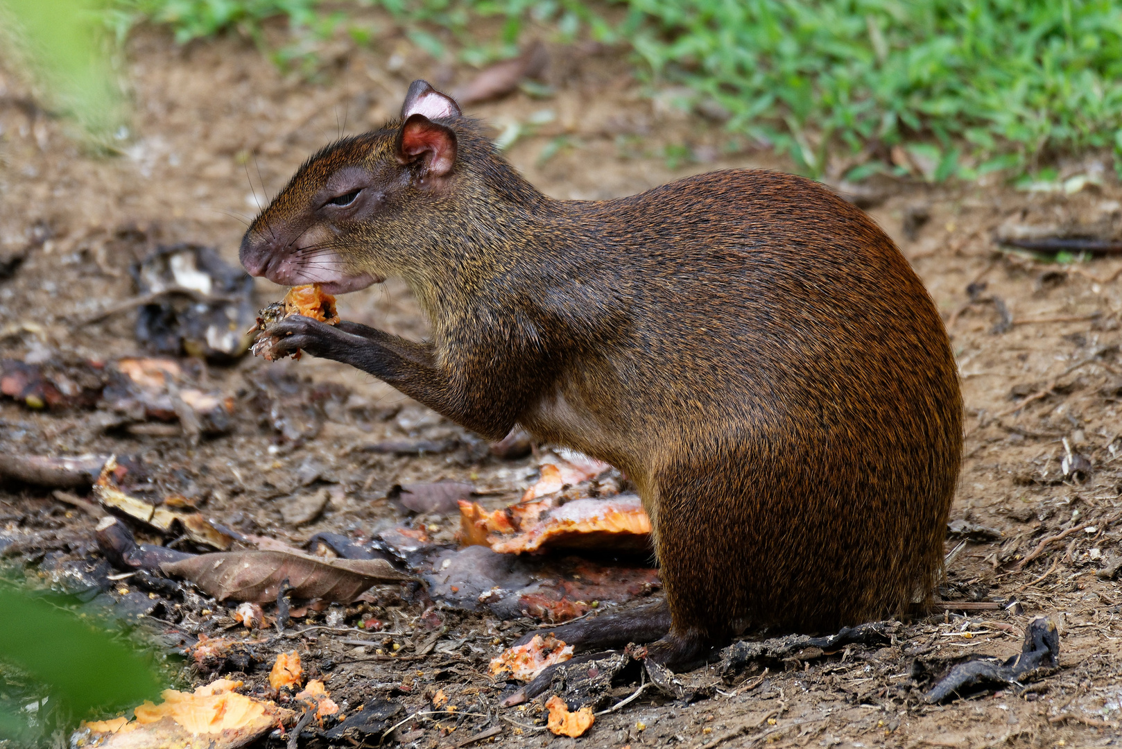 Nager Foto & Bild | north america, central america, tiere Bilder auf ...