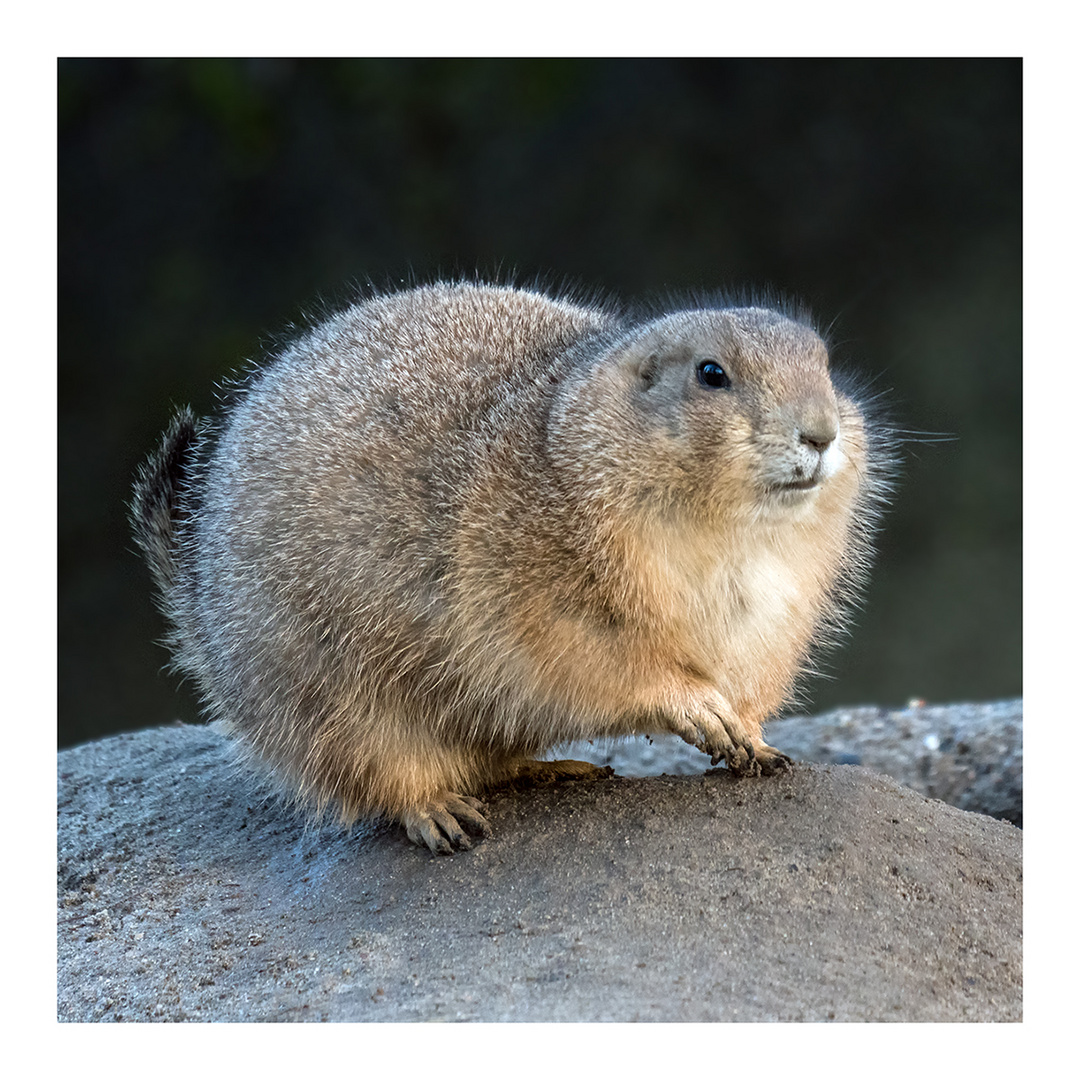 Nager Foto & Bild | tiere, zoo, wildpark & falknerei, säugetiere Bilder ...
