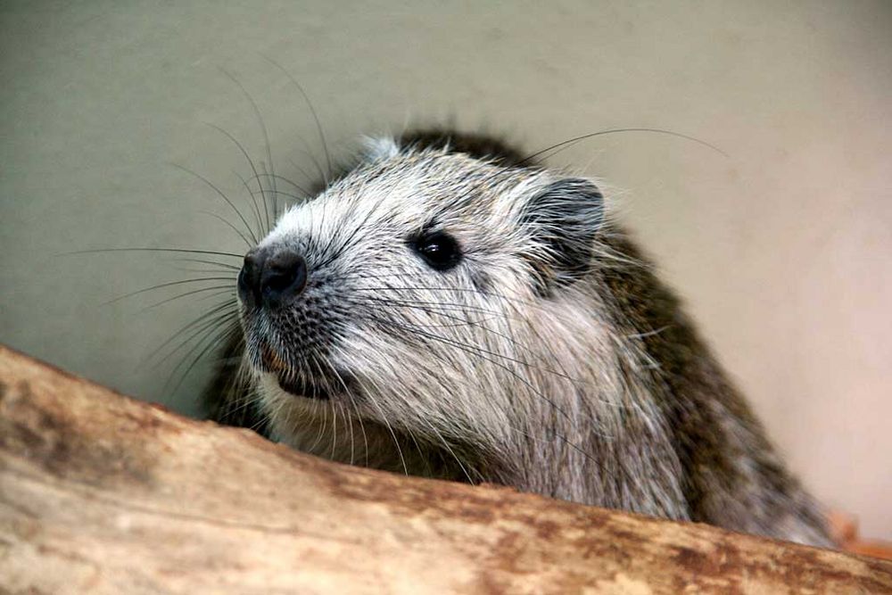 Nager in Wilhelma Stuttgart Foto & Bild | tiere, zoo, wildpark ...