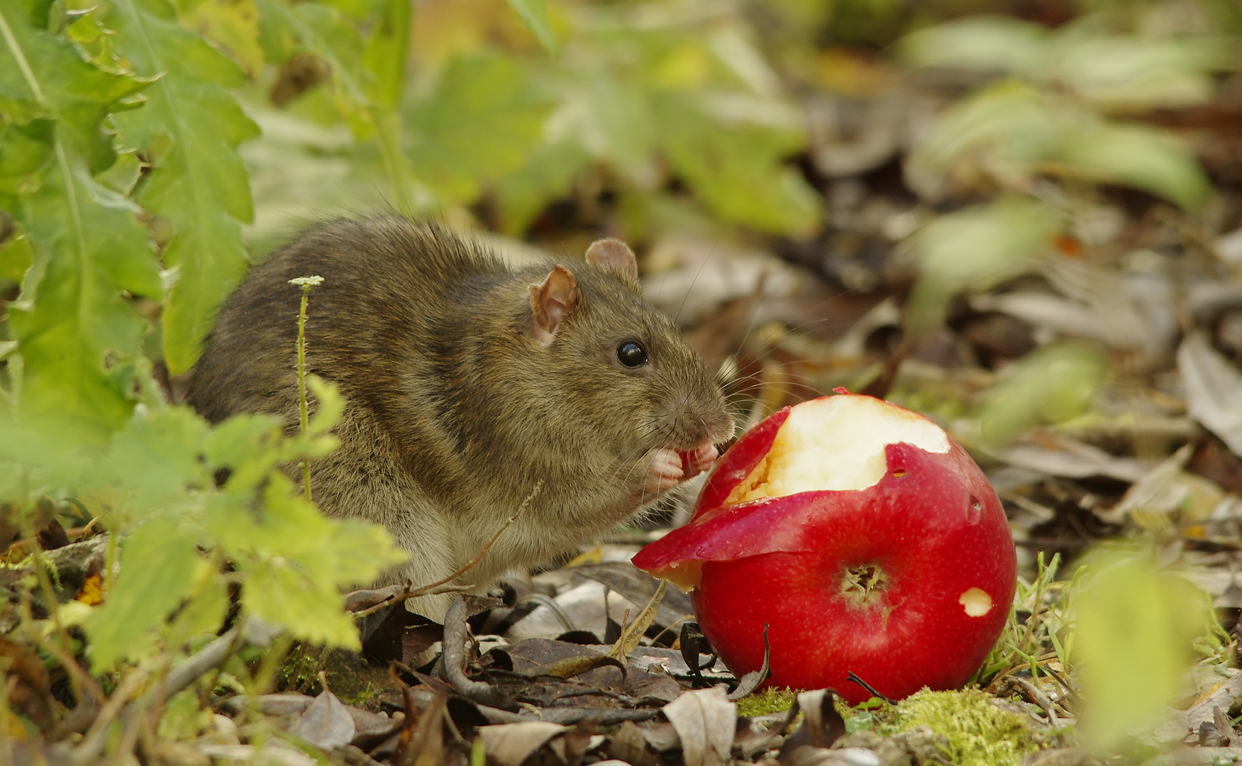 Nager mit Kanalisationshintergrund Foto & Bild | nager, natur, tiere ...