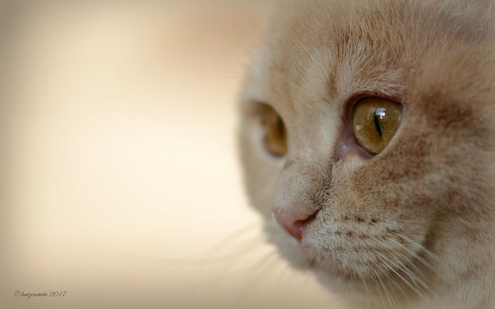 °Nah° Foto & Bild | natur, katze, cat Bilder auf fotocommunity