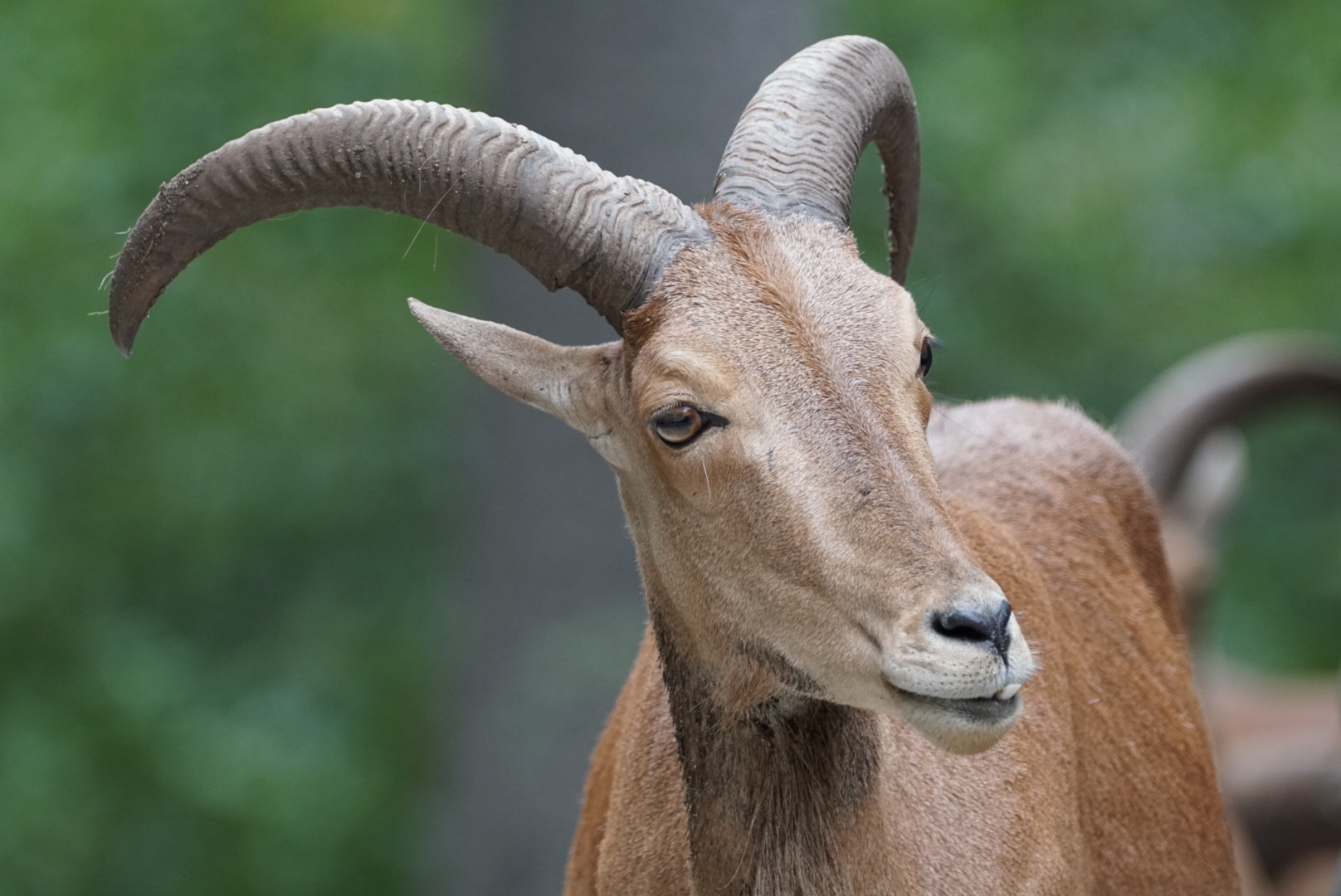 Nahaufnahme Bergziege Superzoom Foto & Bild | natur Bilder auf ...