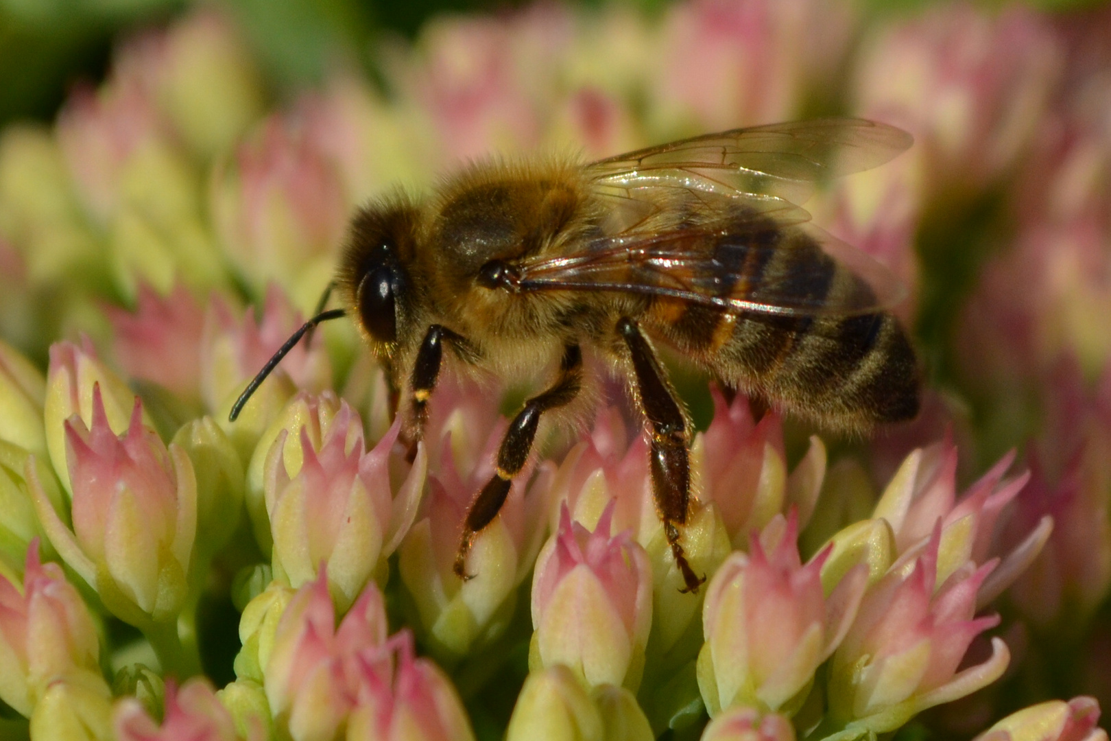 Nahaufnahme Biene Foto & Bild | tiere, tierdetails, natur Bilder auf ...