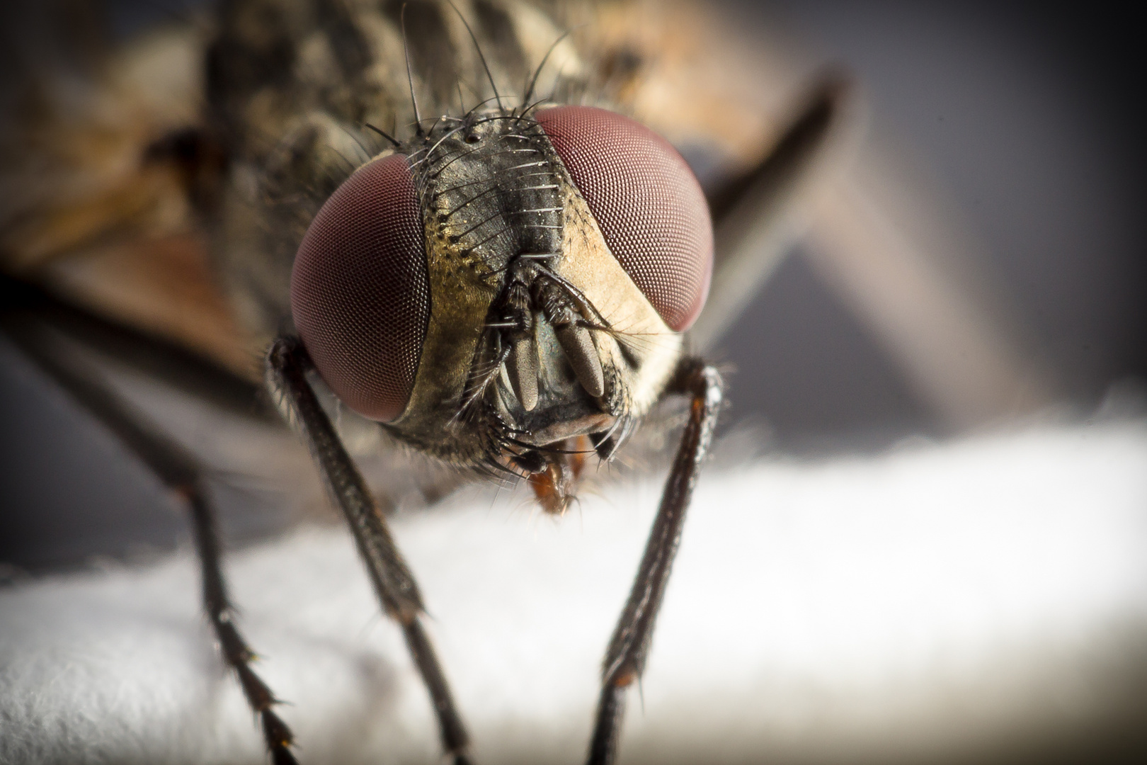 Nahaufnahme einer Fliege Foto & Bild | tiere, wildlife, insekten Bilder ...
