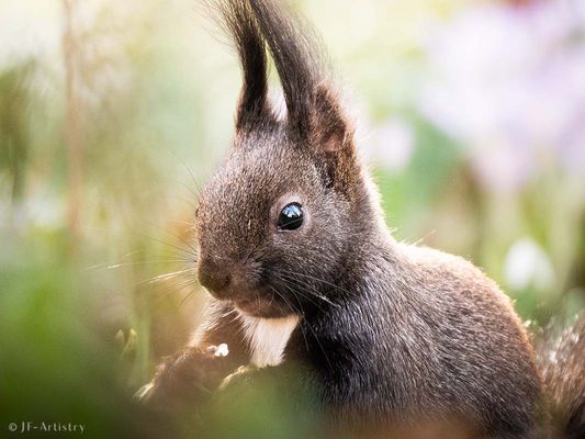 Hörnchen - Eichhörnchen Bilder & Fotos