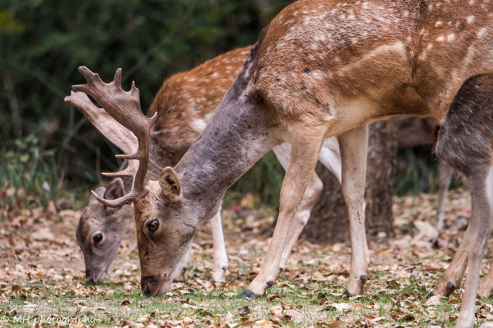 Nahrungsaufnahme Foto & Bild | tiere, wildlife, säugetiere Bilder auf ...