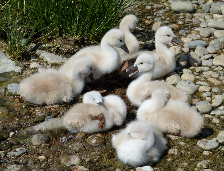 *naissances* photo et image | animaux, animaux sauvages, oiseaux Images ...