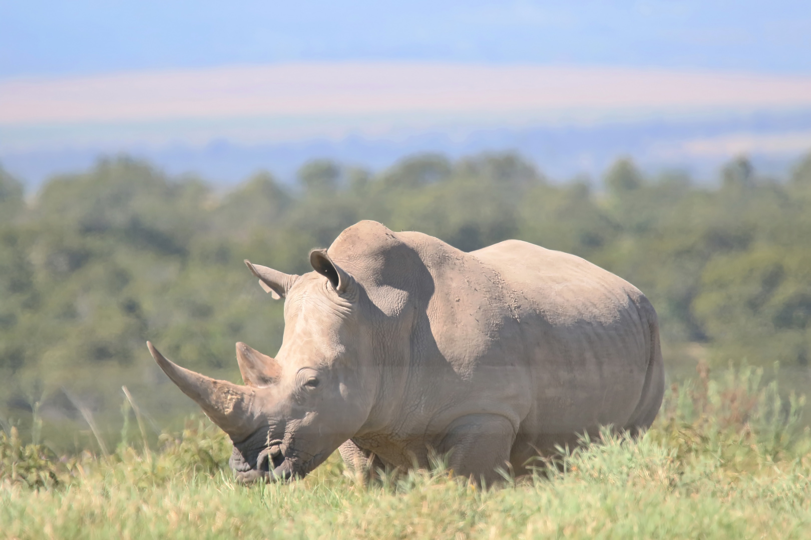 Najin oder Fatu Foto & Bild | natur, tiere, wildlife Bilder auf ...