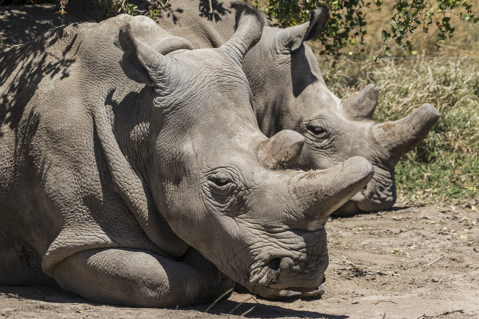 Najin und Fatu - Die Beiden letzten ihrer Art Foto & Bild | natur ...