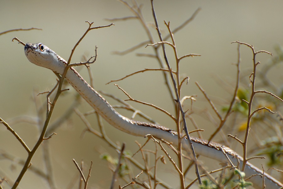 Namib Sand Snake Foto & Bild | africa, southern africa, namibia Bilder ...