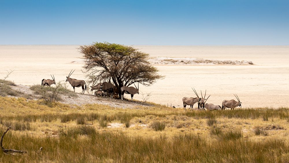 Namibian Scene Foto & Bild | africa, southern africa, namibia Bilder ...
