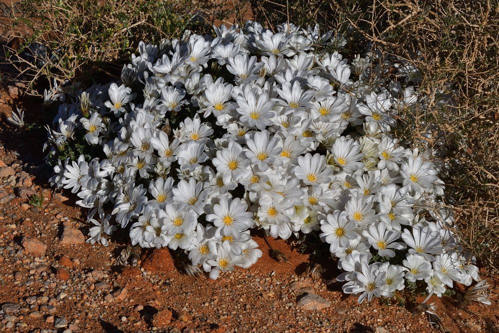 namibische Blümchen Foto & Bild | africa, southern africa, namibia ...