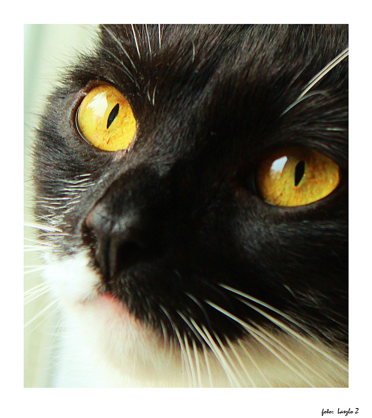 . Nancy . Foto & Bild | tiere, haustiere, katzen Bilder auf fotocommunity