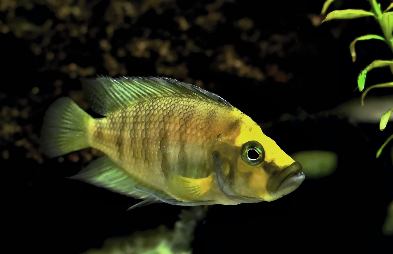 Nanderbarsch Gold Head Foto & Bild | wasser, makro, natur Bilder auf ...